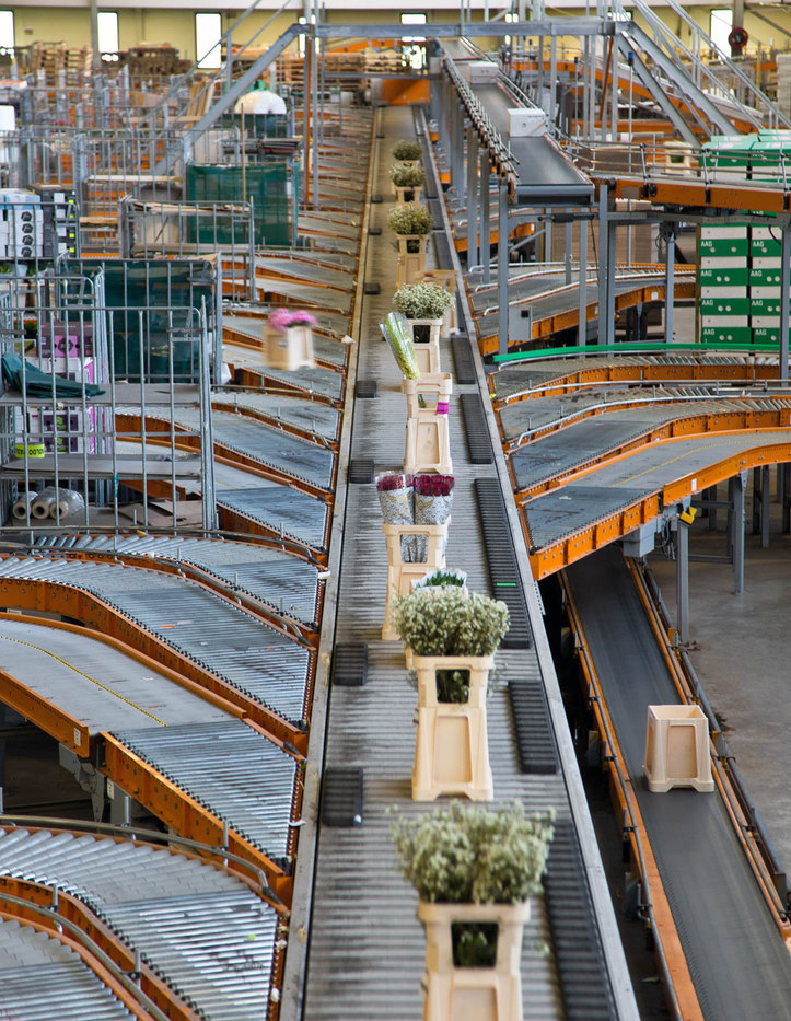 Dutch Industry — DutchFlowerGroup