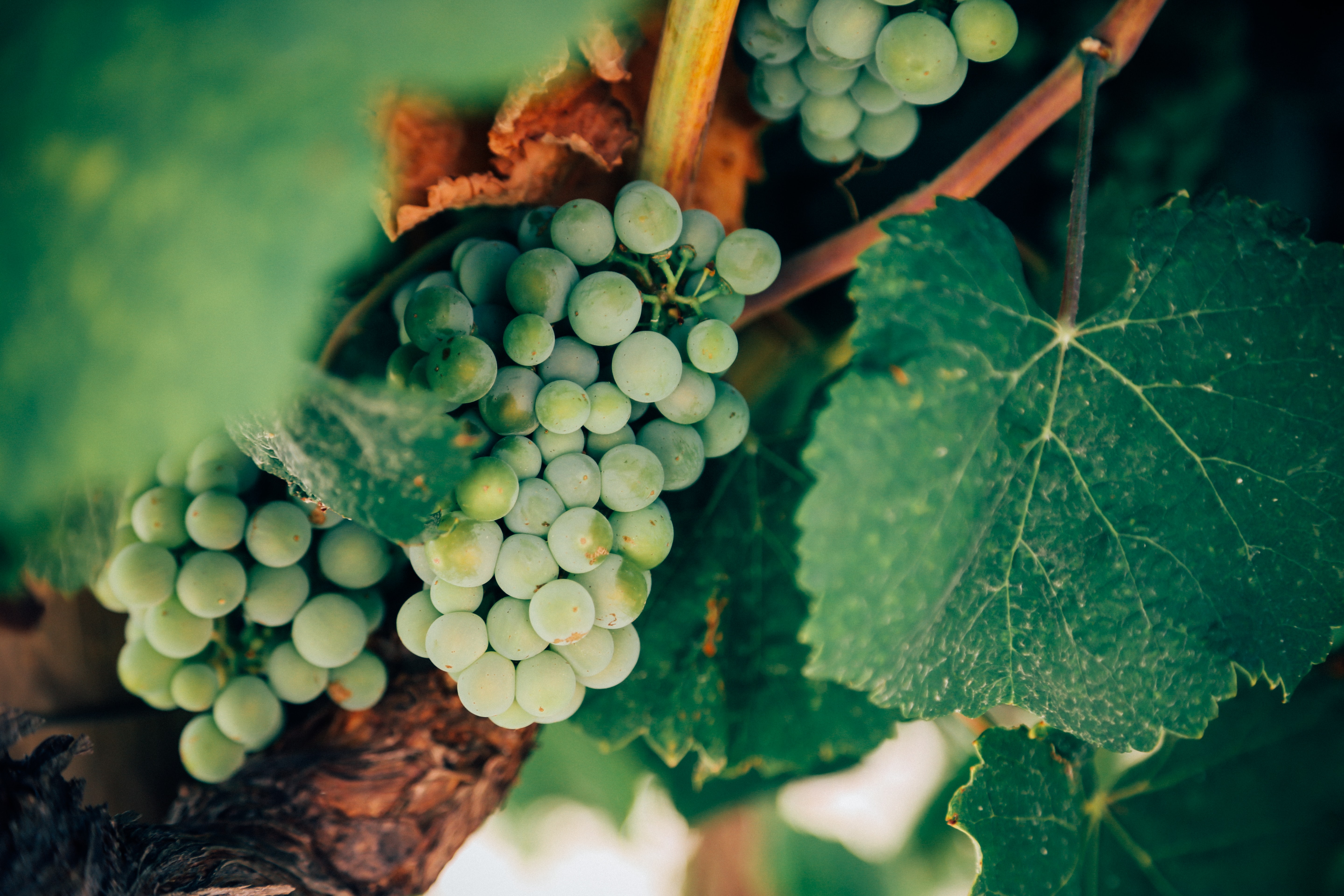 Weingut Schenzel