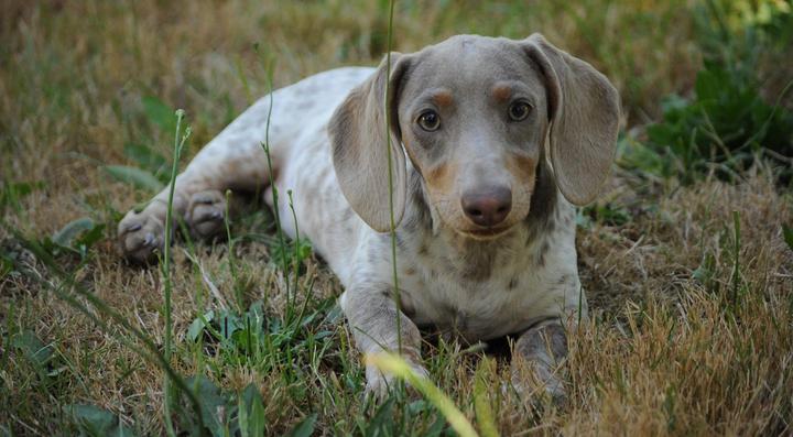 Miniature Dachshund Breeder in Oregon | Longdox Mini Dachshunds — our dogs