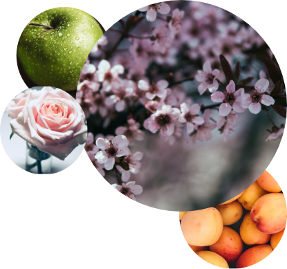 Sodinal - Енология и винопроизводство — Ензими - бяло вино и розе