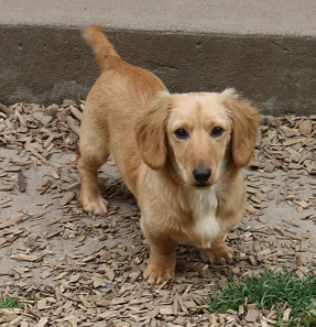 Miniature Dachshund Breeder in Oregon | Longdox Mini Dachshunds — our dogs