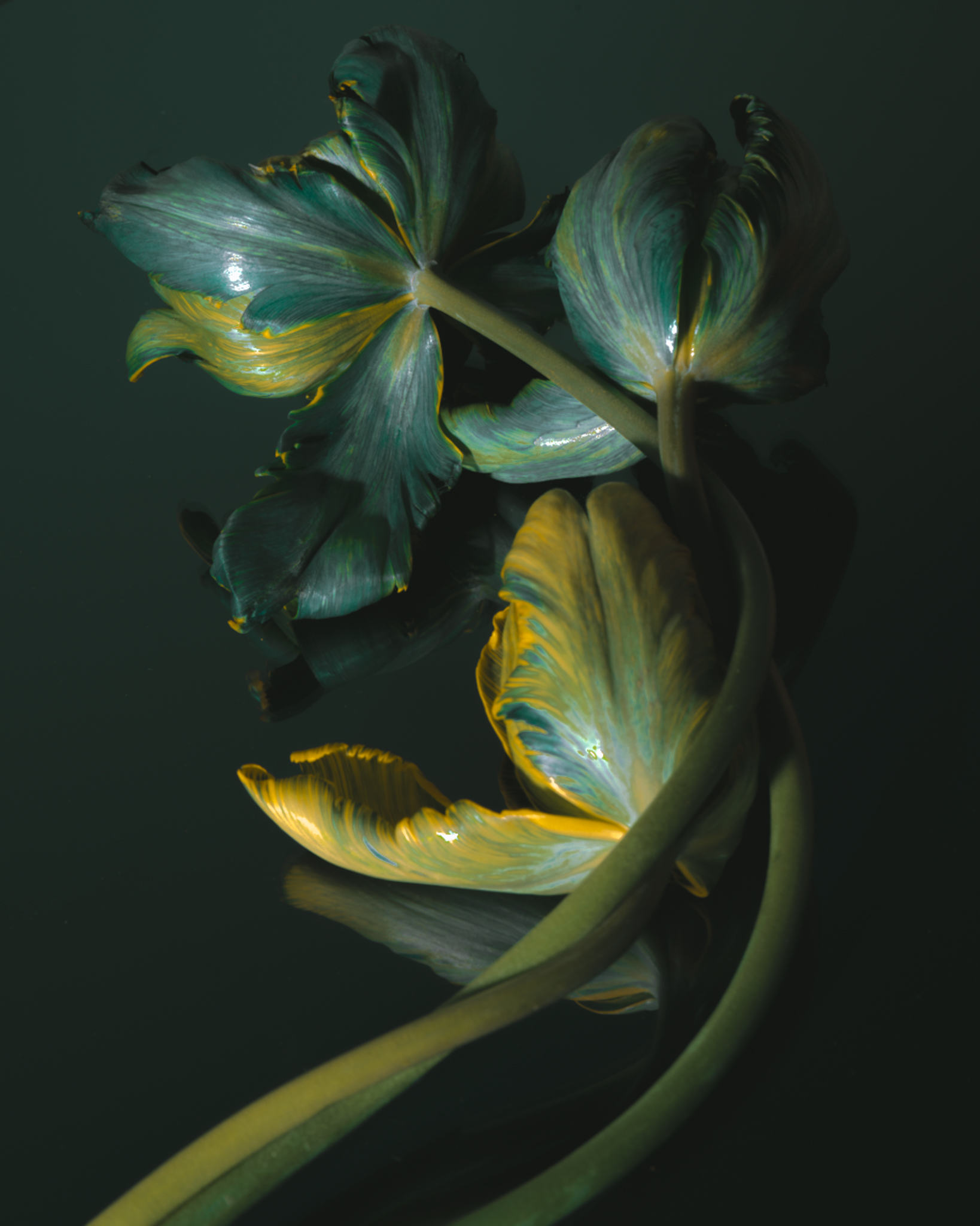 Carl Ostberg — STILL LIFE