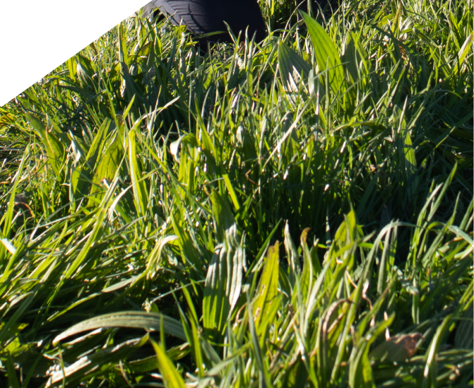 Comprehensive Farm Advisory Services | Milestone Invercargill NZ.