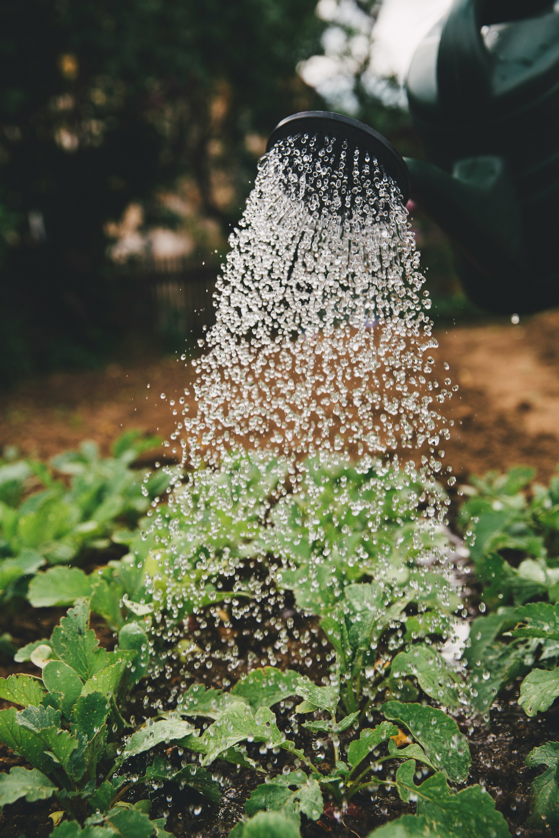 How to make a rain garden at home, by Nibu Studio