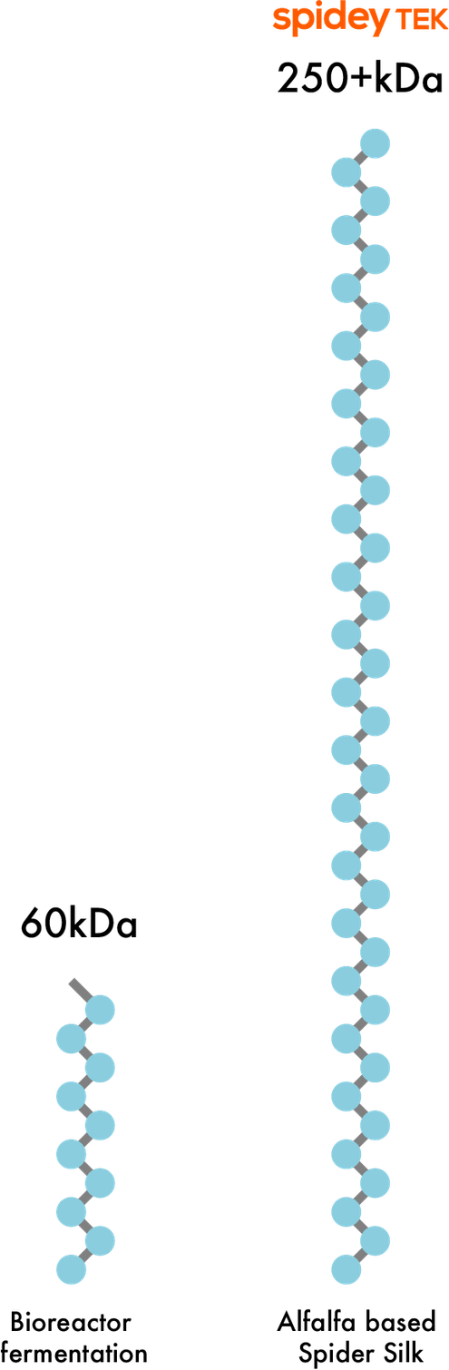 Spidey Tek Recombinant Spider Silk Proteins — Science