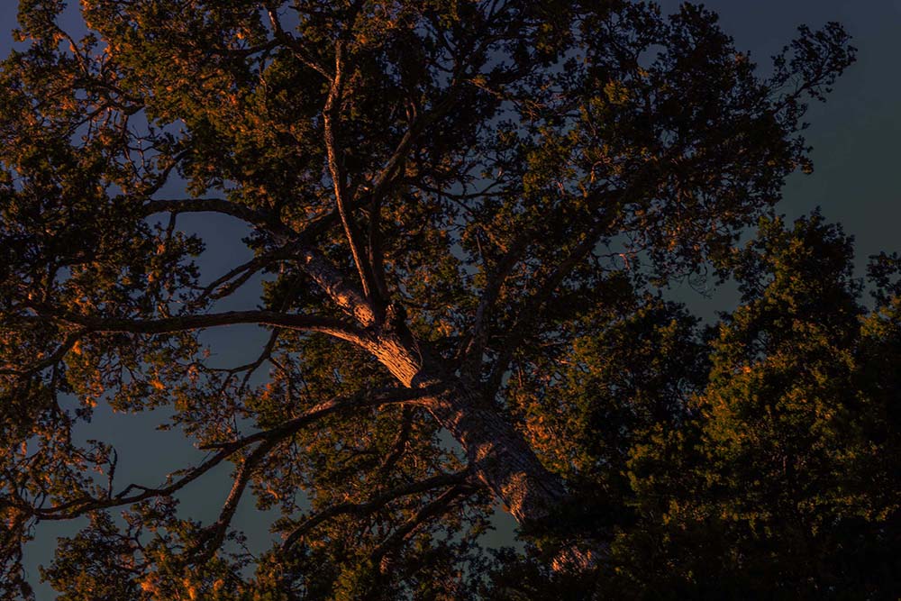 Bioactive Totarol Origins & Benefits